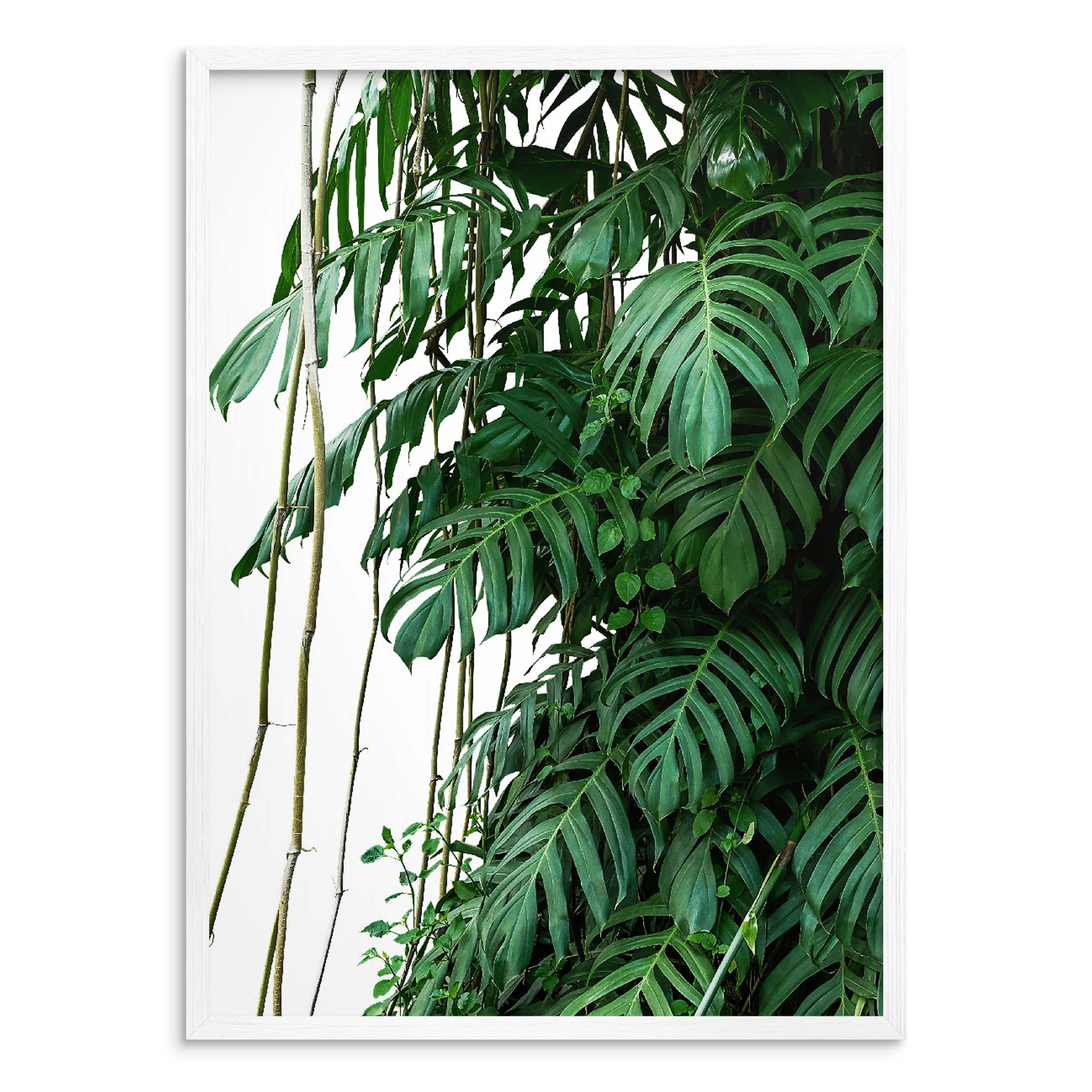 Plakat Namiastka Dżungli , monstera 61132